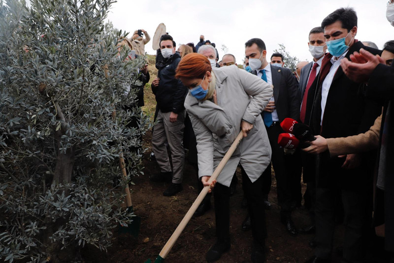 Bir zeytin hikayesi! Edremit’ten söküp Büyükçekmece’ye dikti!